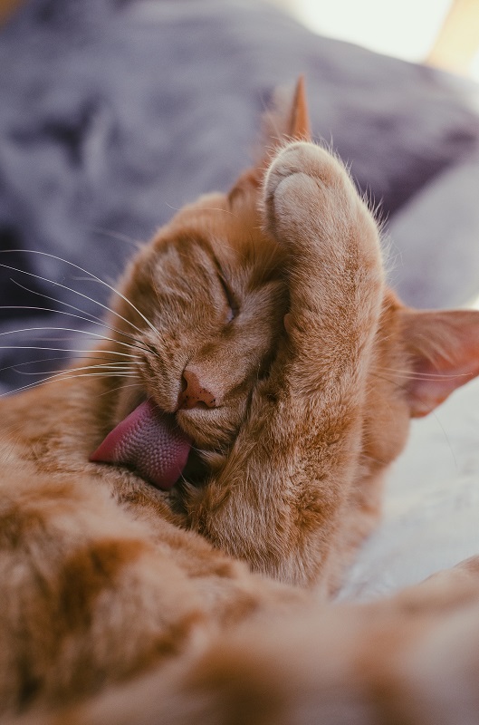 Animal Pain Awareness | Oak Tree Veterinary Hospital